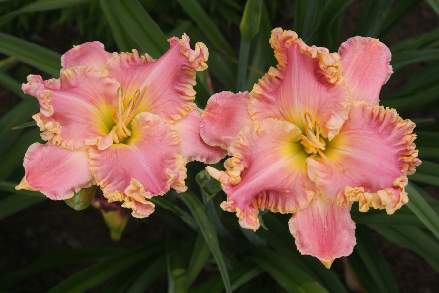 NG (2) - Pinewood Gardens