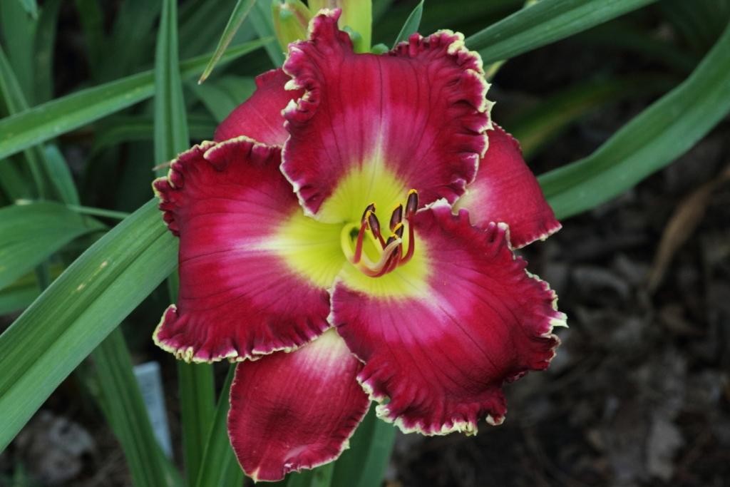 Velvet Hammer - Pinewood Gardens