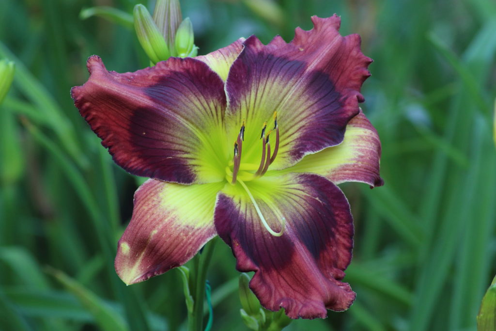 Alien Invasion - Pinewood Gardens