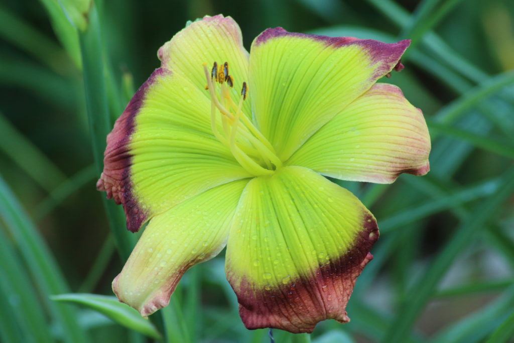 Pinewood Green Flash - Pinewood Gardens