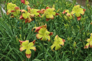 Pinewood Green Flash - Pinewood Gardens