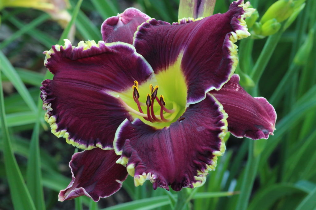 Midnight Watchman - Pinewood Gardens