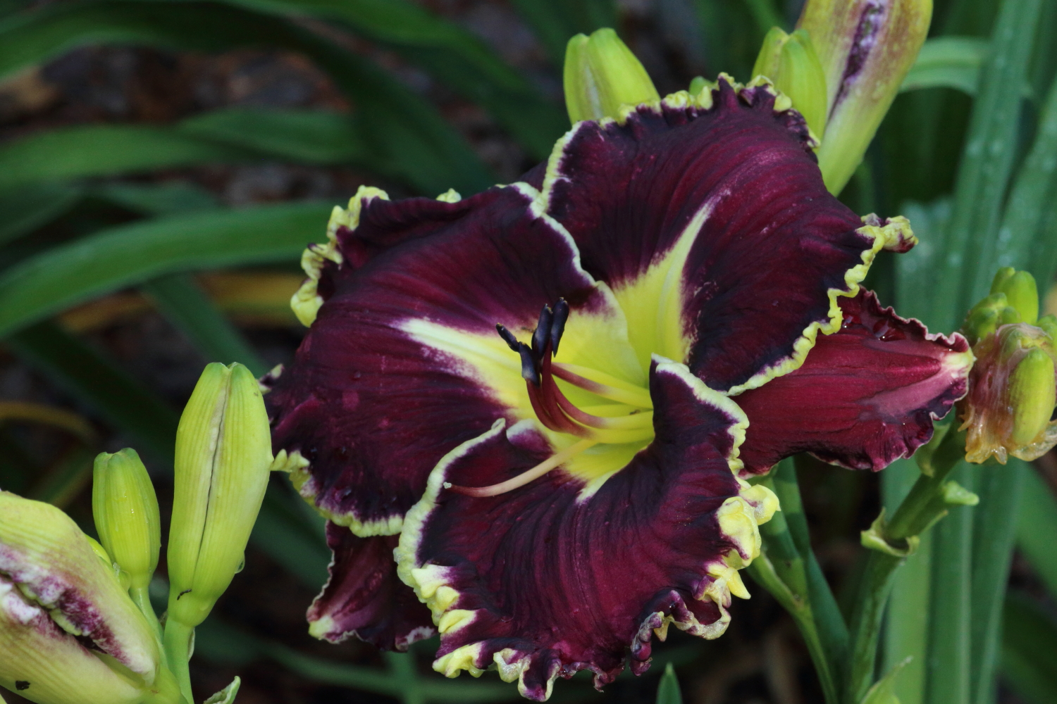 Midnight Watchman - Pinewood Gardens