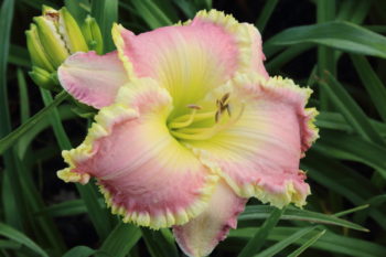 Princess Addy - Pinewood Gardens