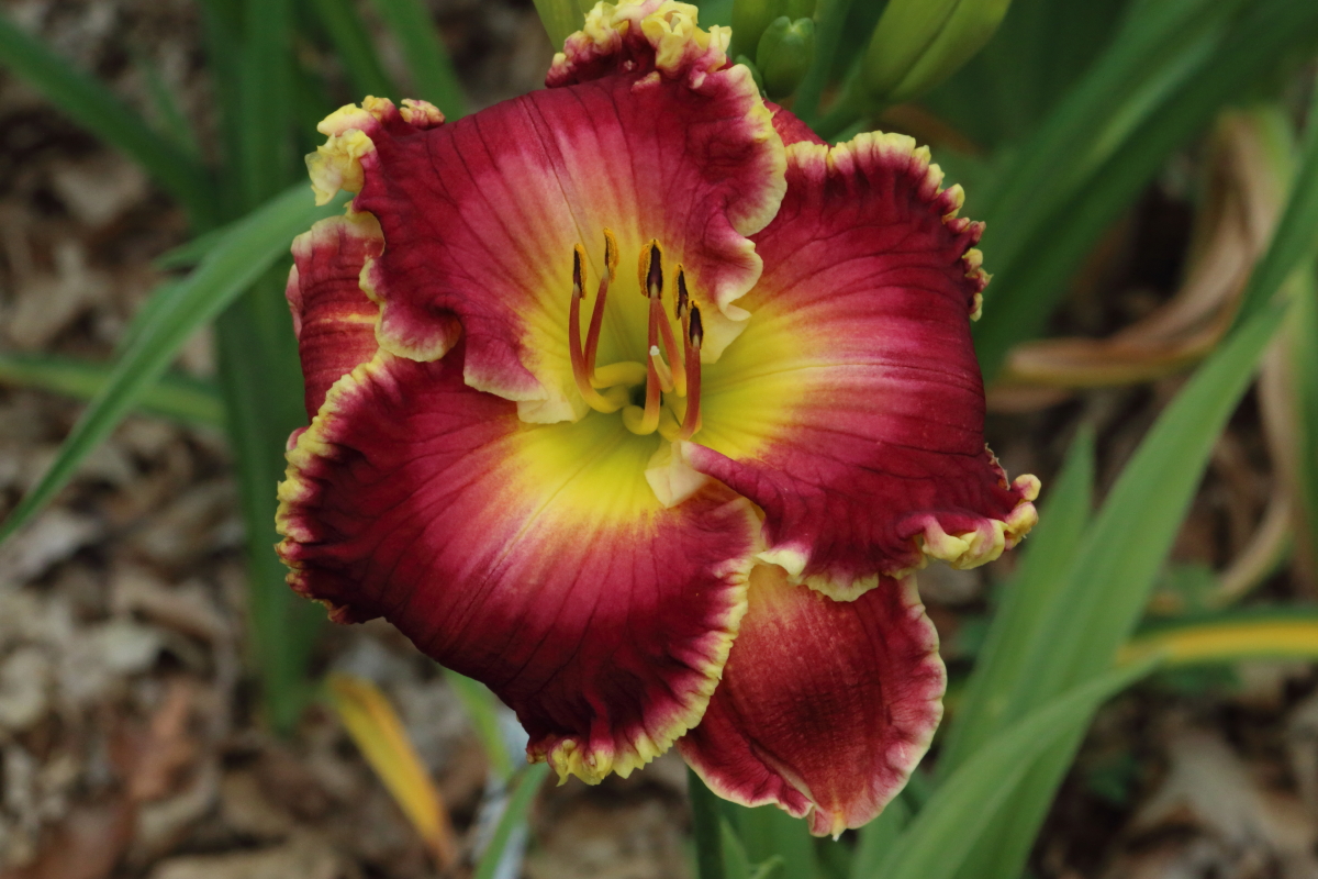 Rock of Refuge - Pinewood Gardens