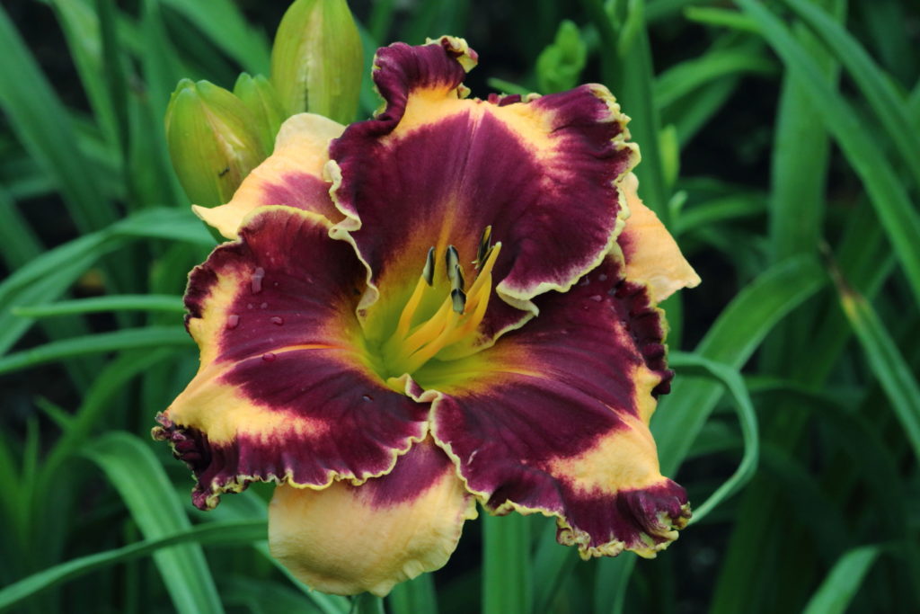 Pinewood Shiner - Pinewood Gardens